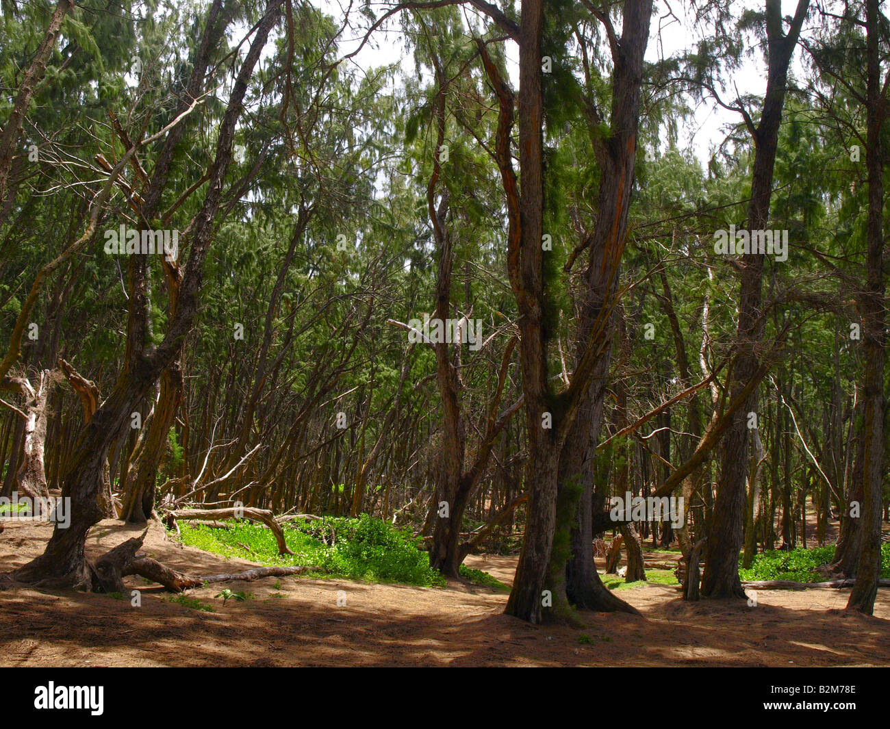 Ironwood Trees High Resolution Stock Photography and Images - Alamy