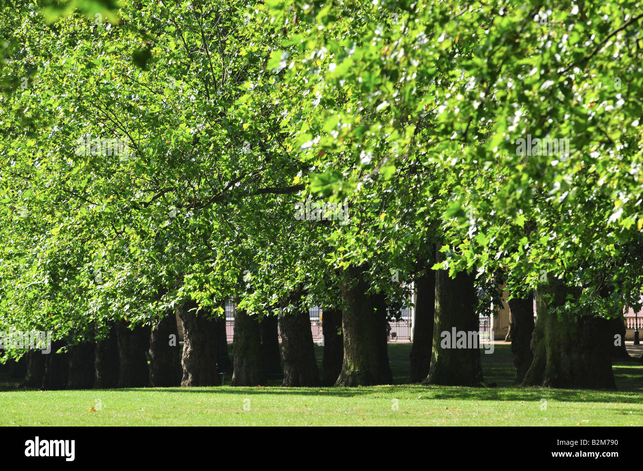 A row of blooming evergreen trees lining the walkway of London's ...