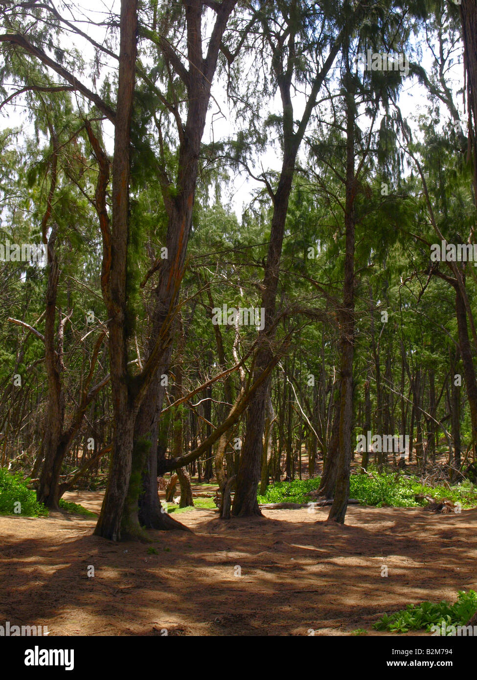 Ironwood Trees High Resolution Stock Photography and Images - Alamy