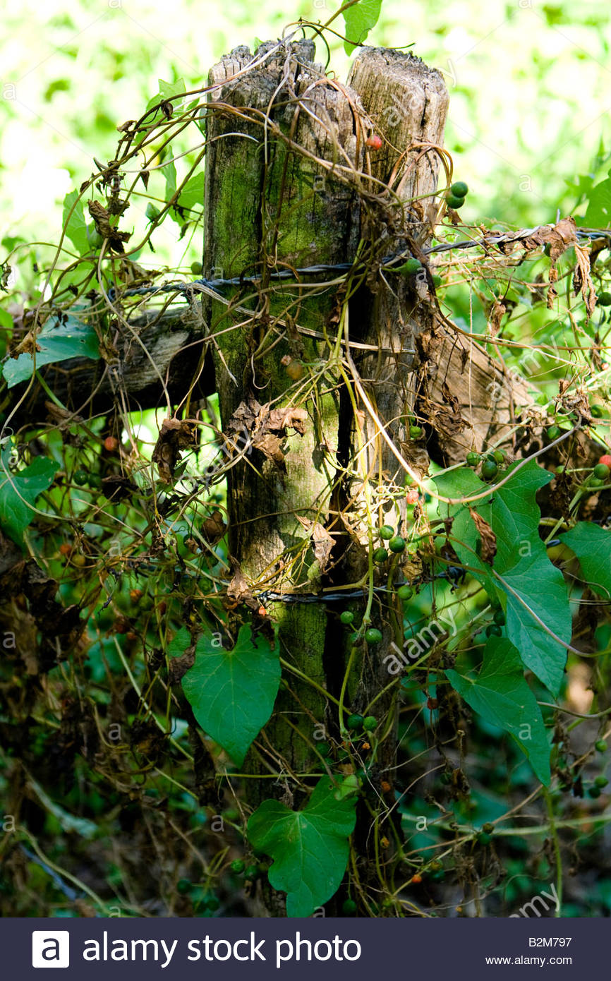 Creeper Plants Stock Photos & Creeper Plants Stock Images - Alamy