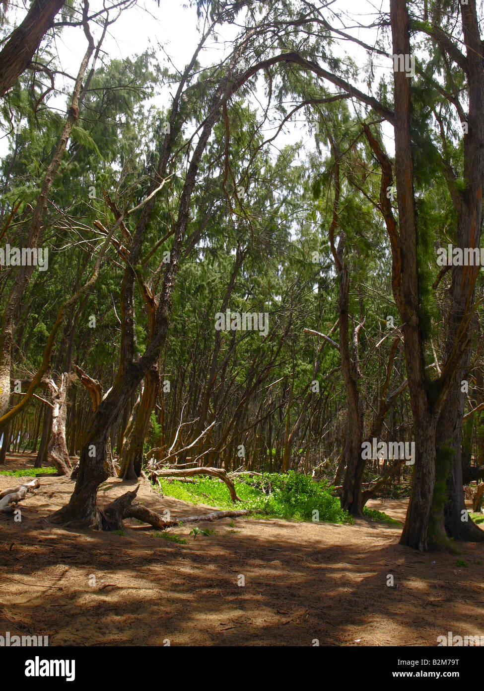Ironwood Trees High Resolution Stock Photography and Images - Alamy