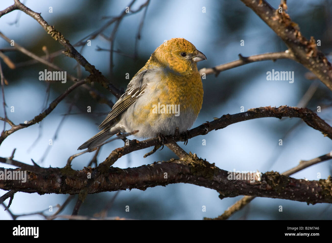 Pine Grosbeak Pinicola enucleator female in birch tree Stock Photo - Alamy