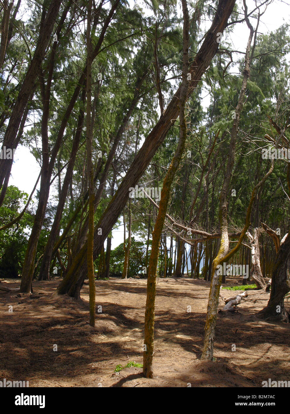 Ironwood Trees High Resolution Stock Photography and Images - Alamy