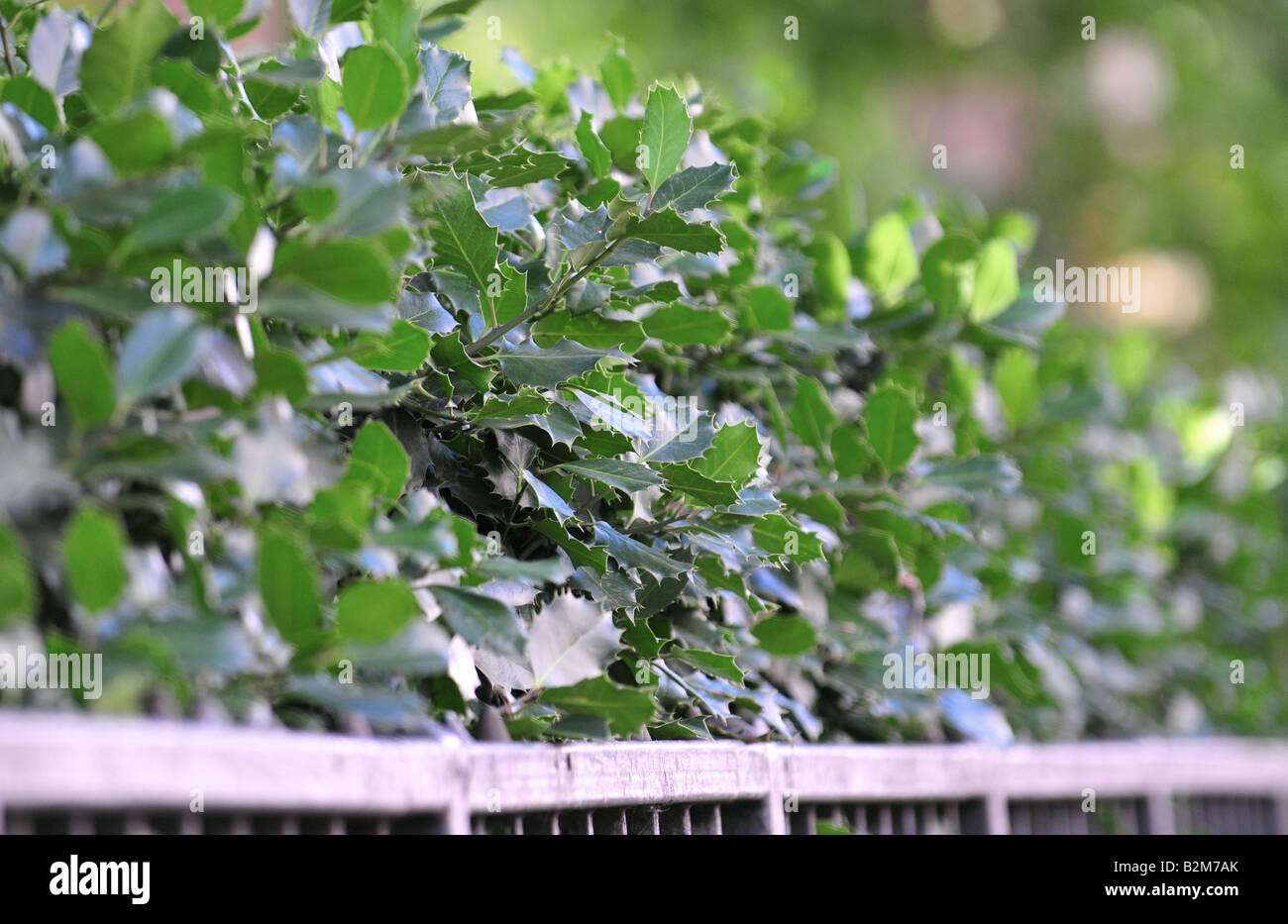 A hedge on the outer-edge of Green Park lines the pavement to bring ...