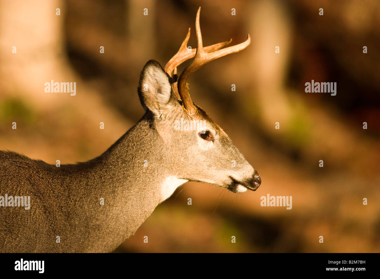 Four point buck hi-res stock photography and images - Alamy