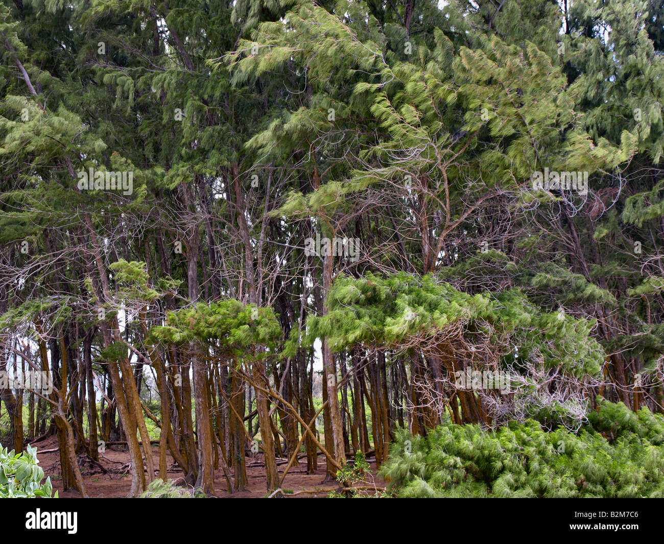 Ironwood Trees High Resolution Stock Photography and Images - Alamy