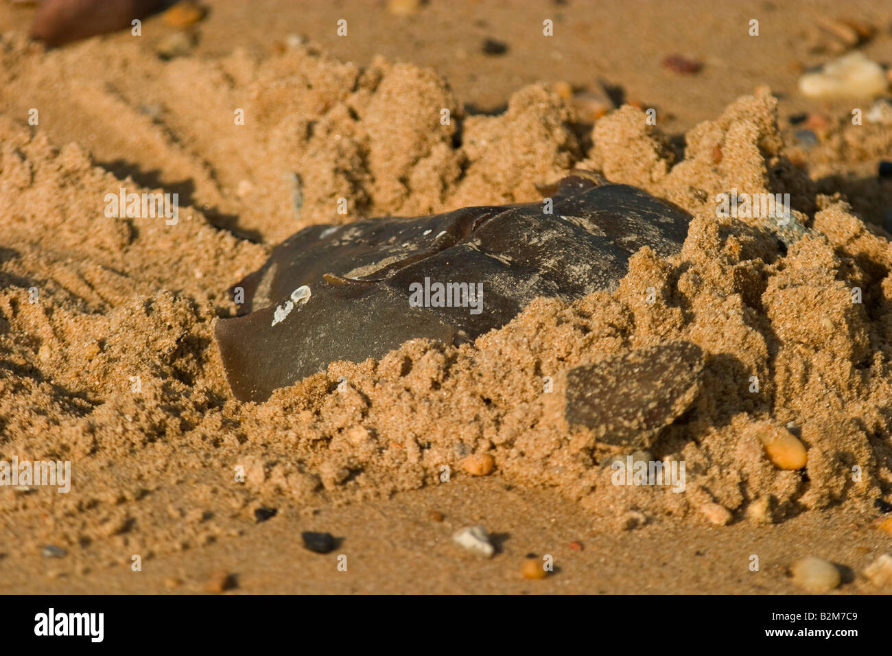 Horseshoe crab digging a hole in the sand to lay eggs Stock Photo - Alamy
