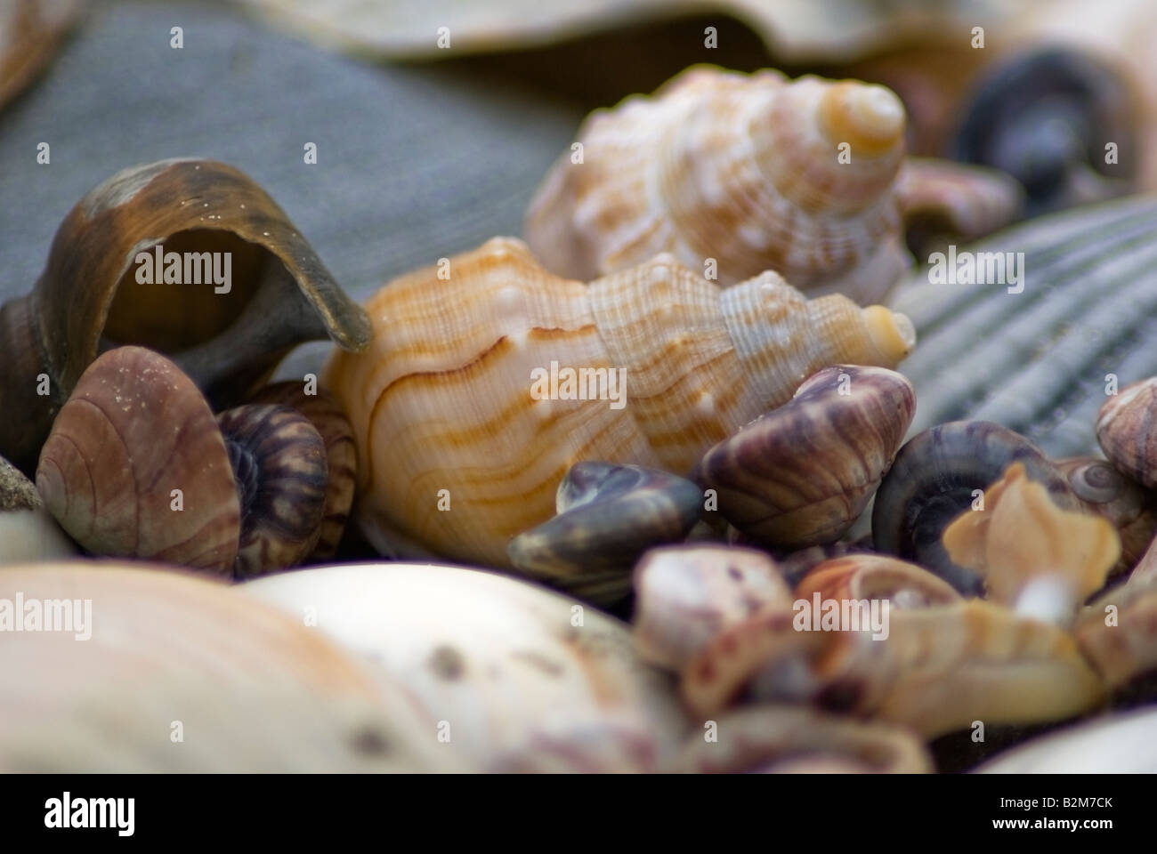 A collection of shells Stock Photo - Alamy