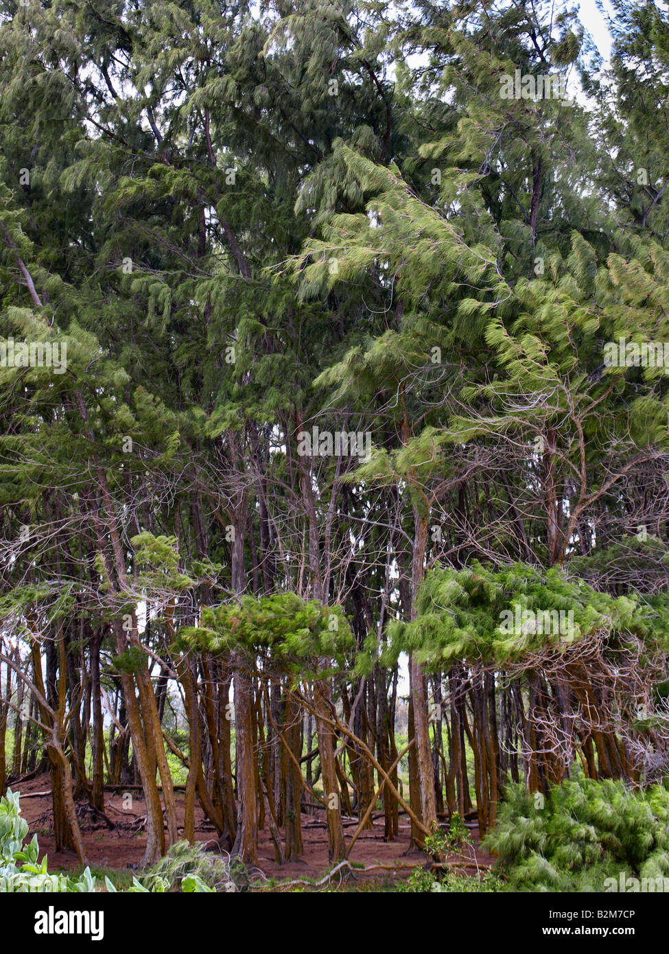 Ironwood Trees High Resolution Stock Photography and Images - Alamy