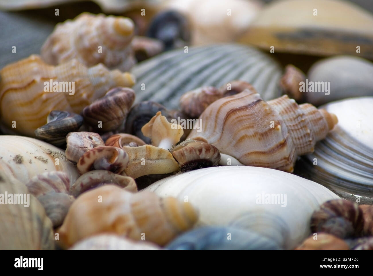 Colourful background shells hi-res stock photography and images - Alamy