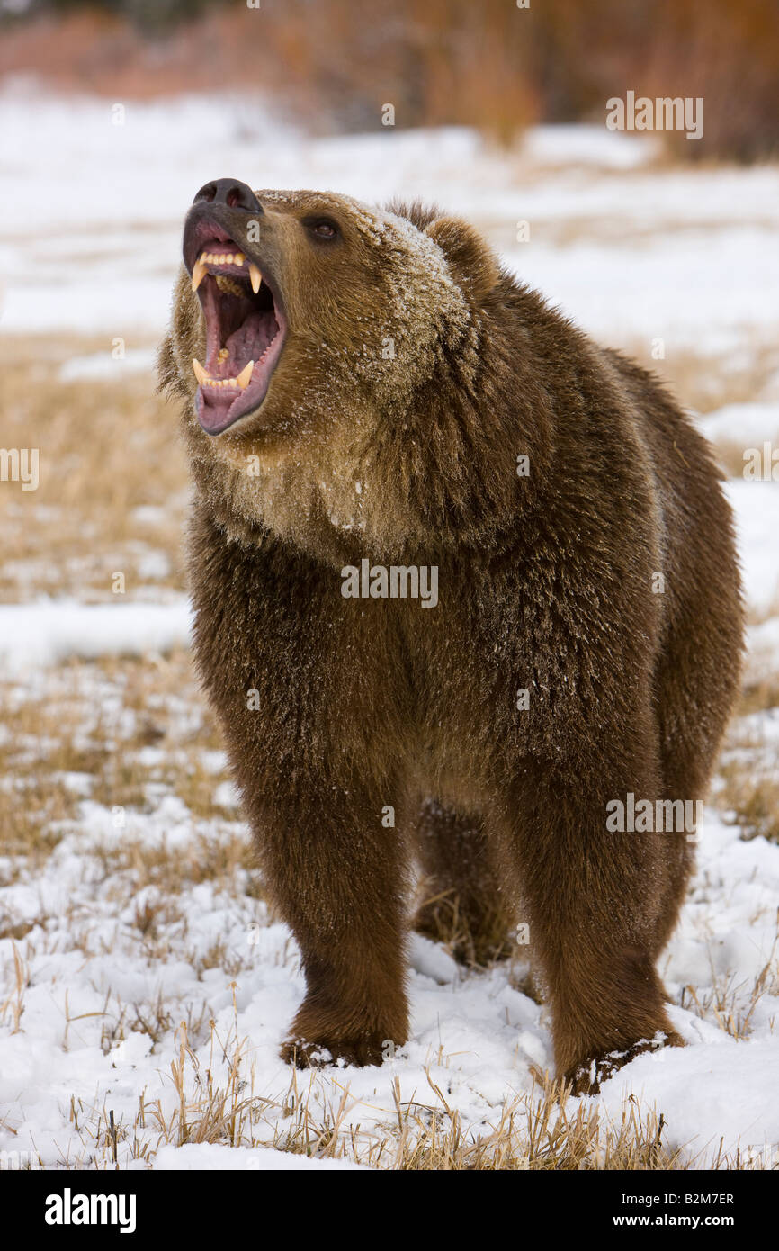 Grizzly Bear Teeth Large Brown Bear Showing Teeth Roaring In The Rain