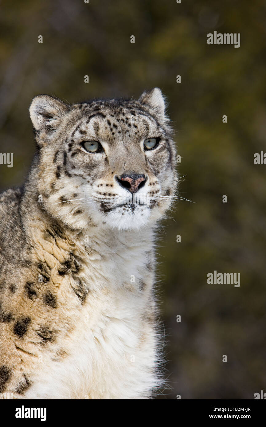 Female snow leopard hi-res stock photography and images - Alamy