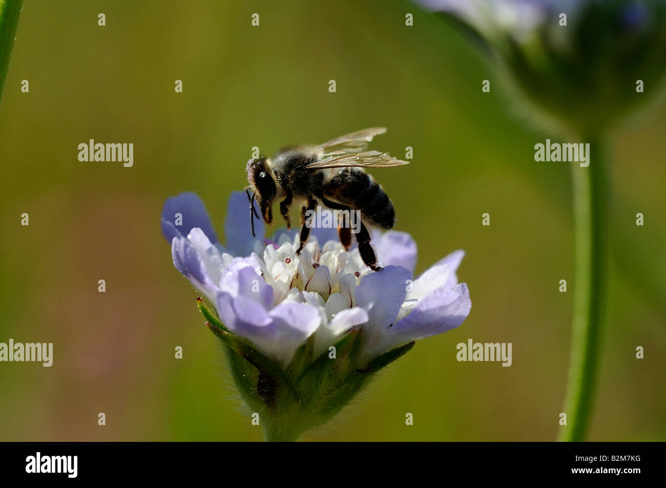 a`picture of a bee Stock Photo - Alamy