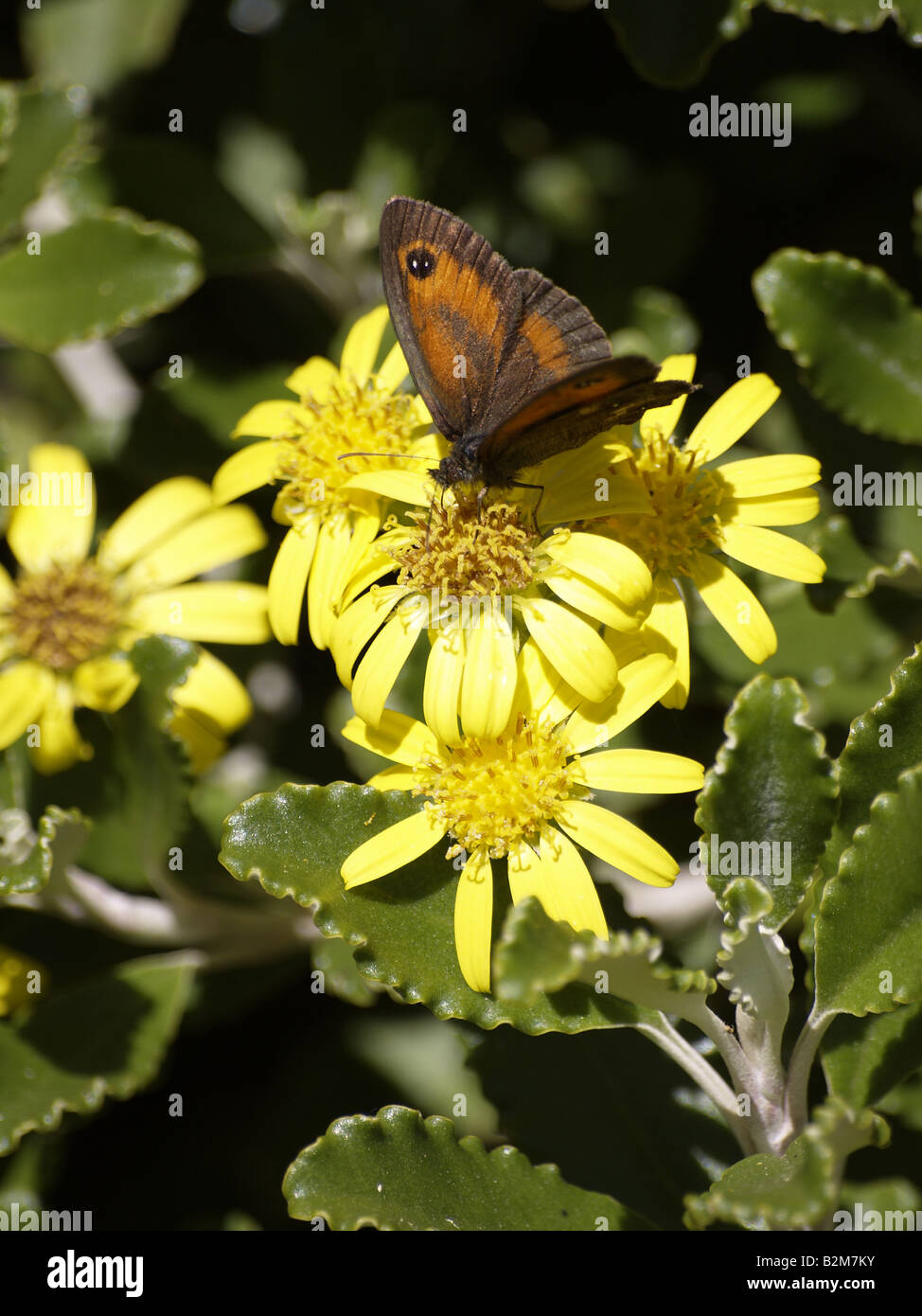 Gatekeeper butterfly, Pyronia tithonus resting on a yellow wild flower ...