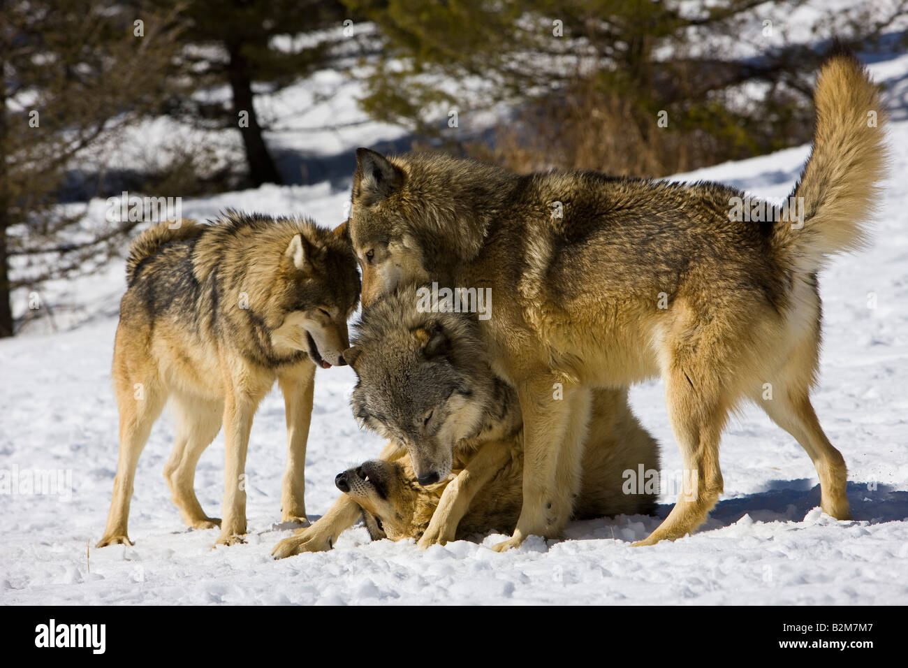 A wolf pack engages in the establishment of dominance. (captive Stock ...