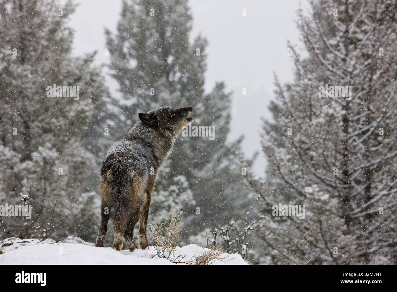 Wolf Sitting Side View Howling