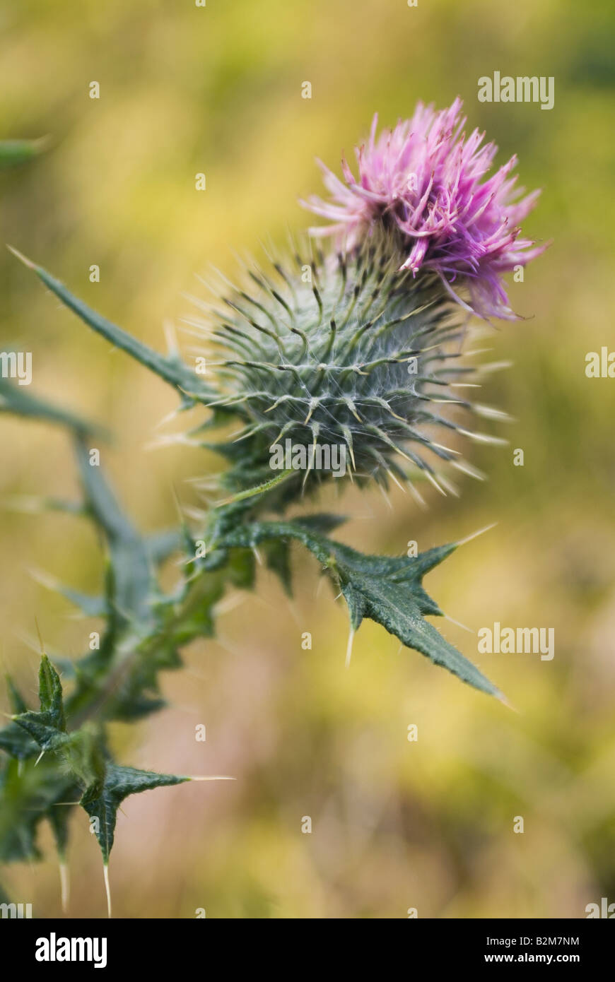 Scottish thistle hi-res stock photography and images - Alamy