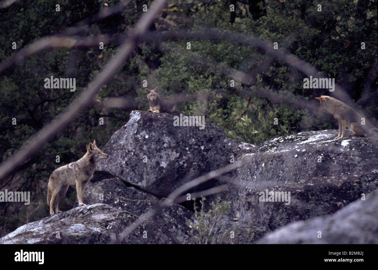 Coyote the Prairie Wolf Pack Back Country Wildlife Stock Photo - Alamy