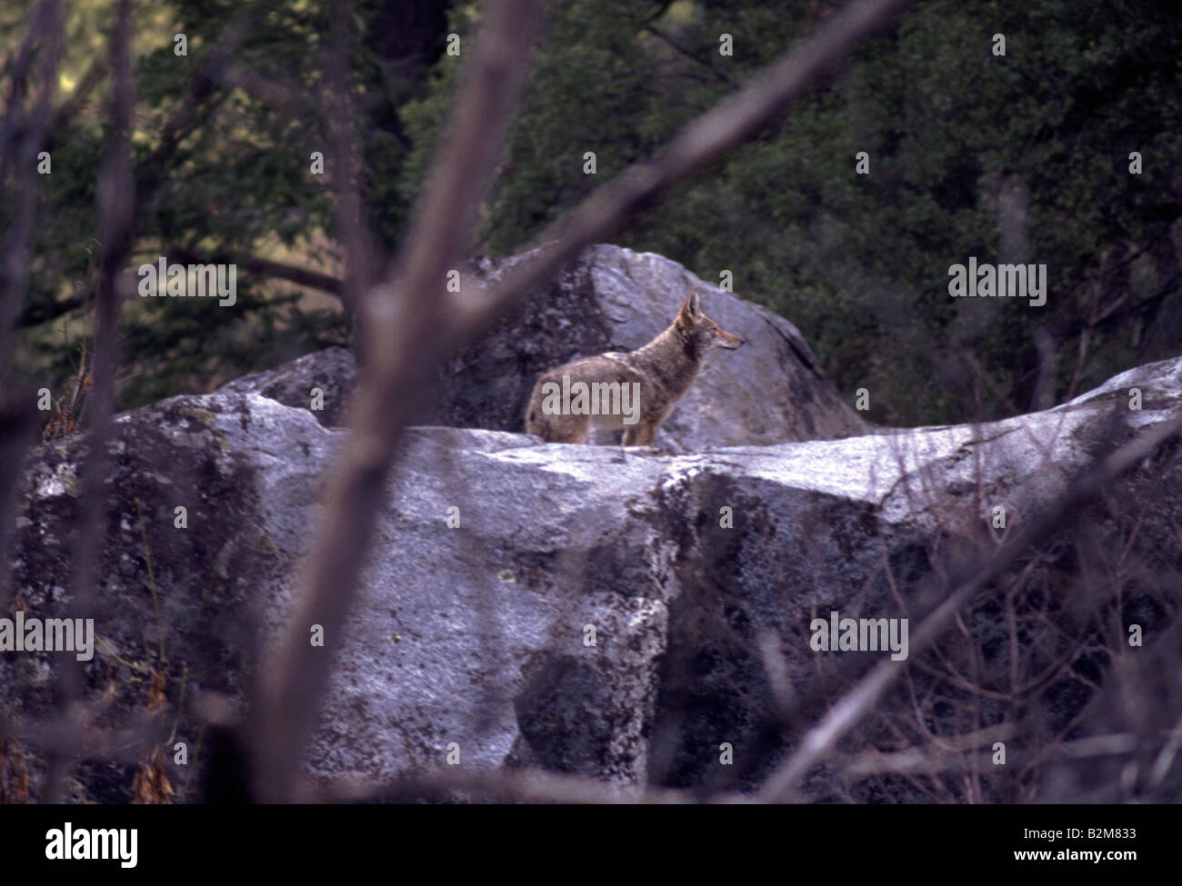 Coyote the Prairie Wolf Pack Back Country Wildlife Stock Photo - Alamy