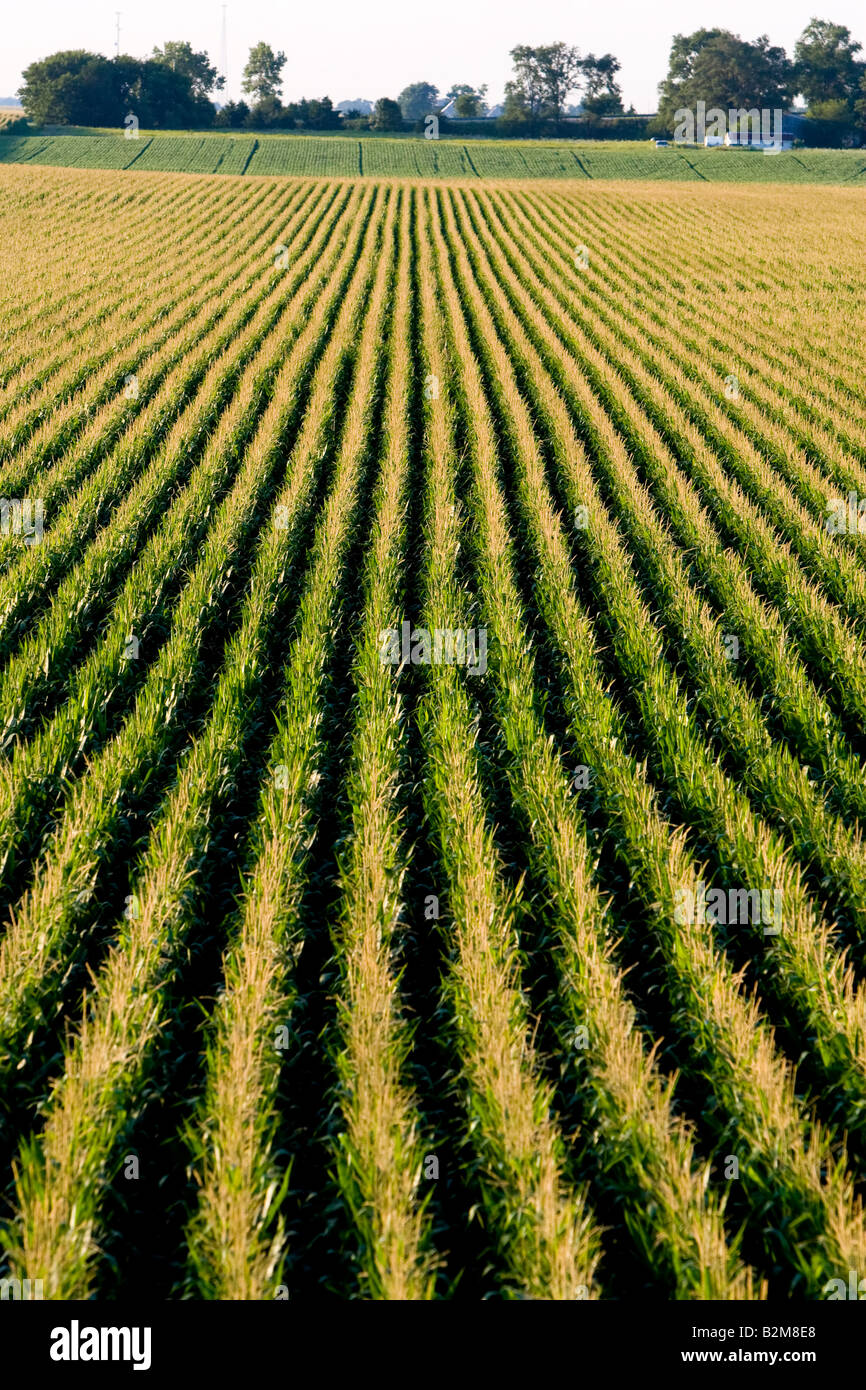 A corn crop in rural Illinois during the summer months Stock Photo - Alamy