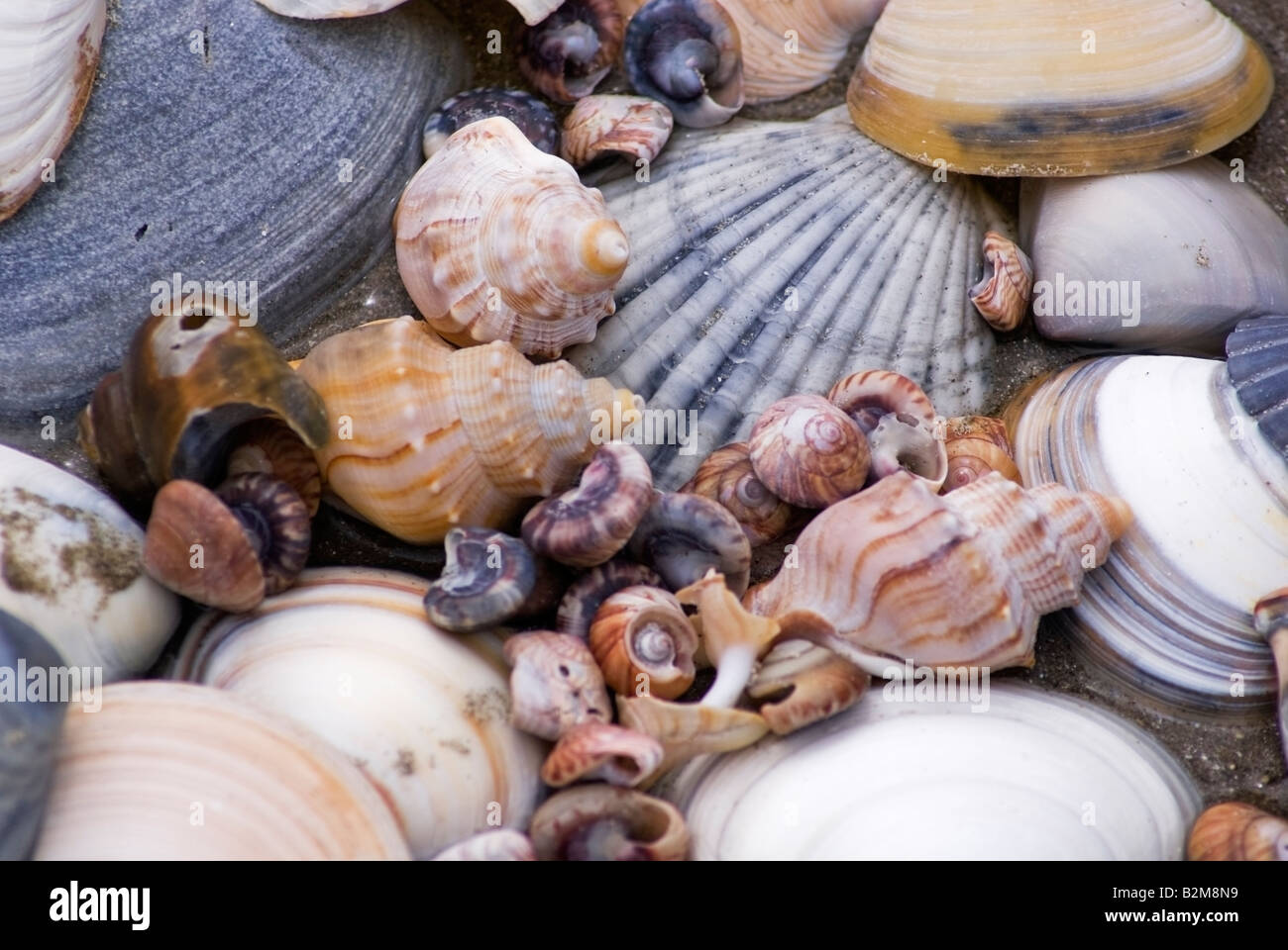 Colourful background shells hi-res stock photography and images - Alamy