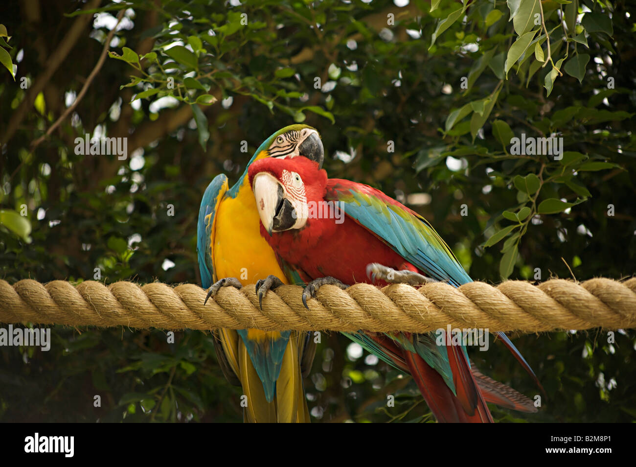 Two Macaw parrots at the Graeme Hall Nature Sanctuary, Barbados Stock ...