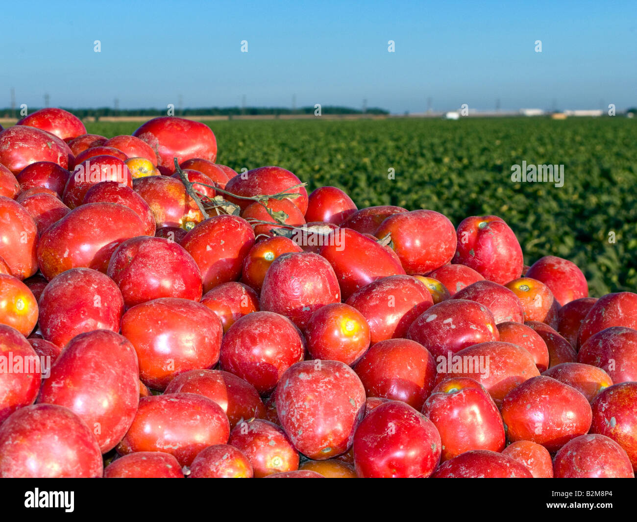 Tomato Field High Resolution Stock Photography and Images - Alamy