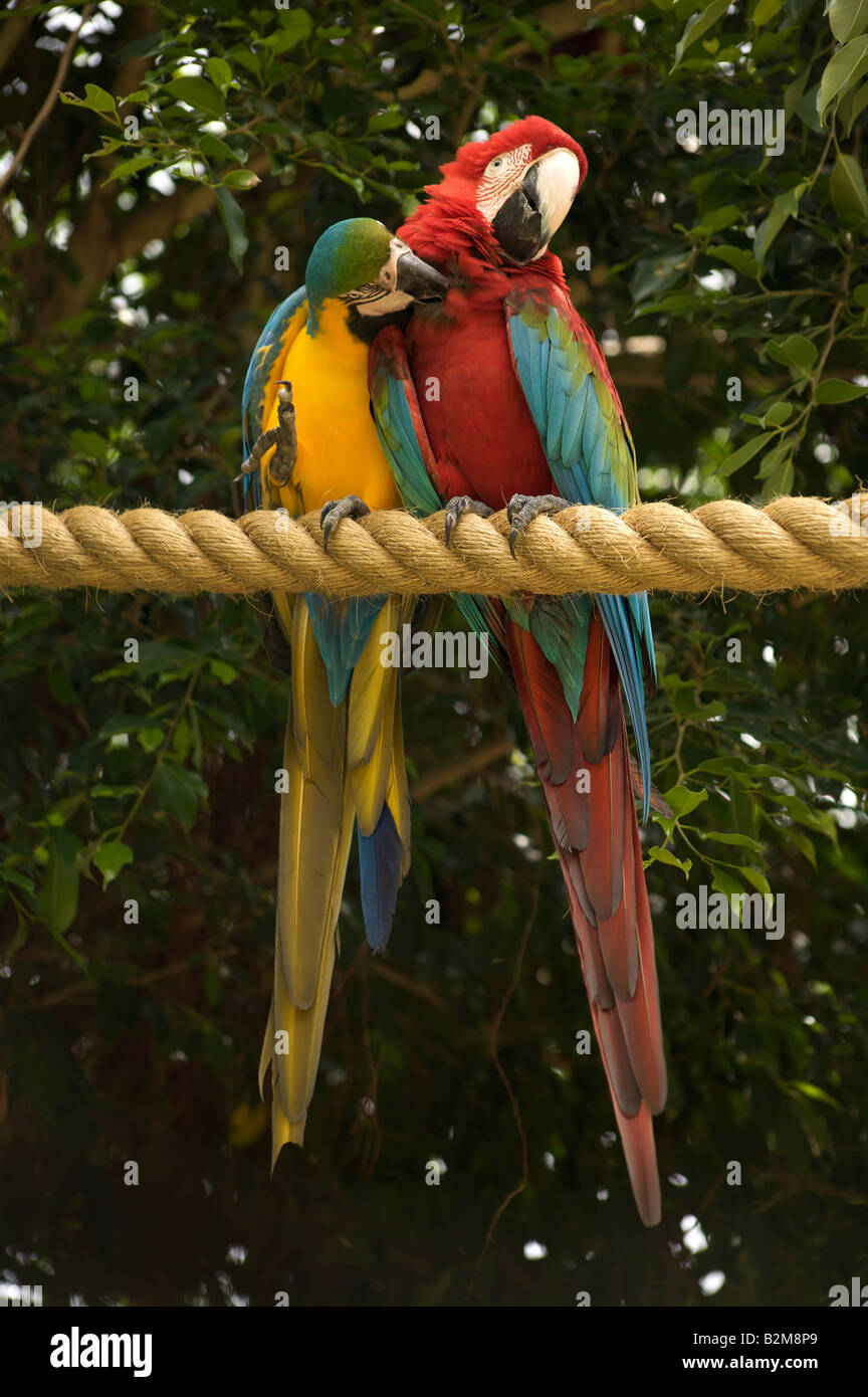 Two Macaw parrots at the Graeme Hall Nature Sanctuary, Barbados Stock ...