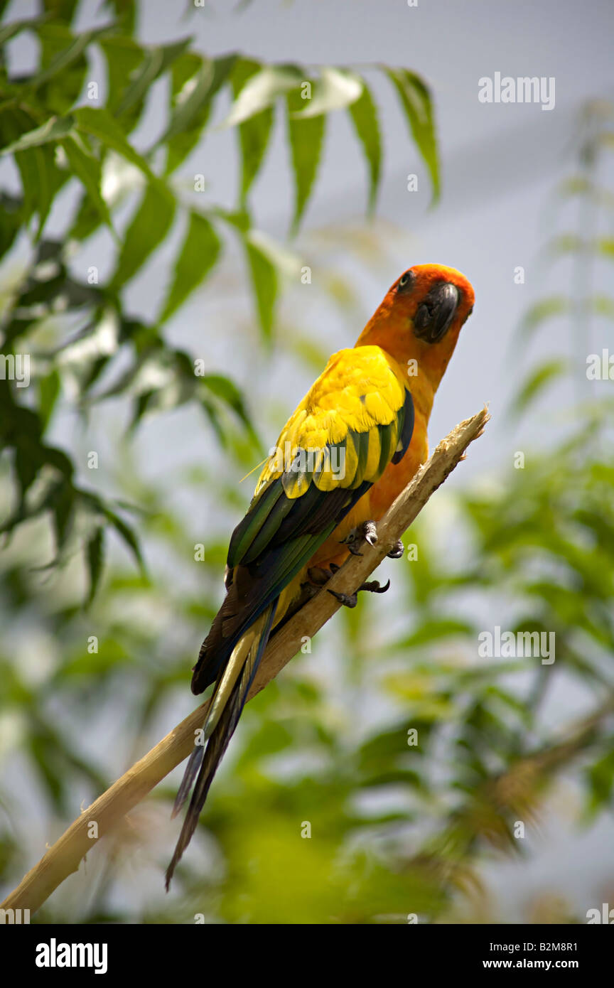 Aratinga solstitialis hi-res stock photography and images - Alamy