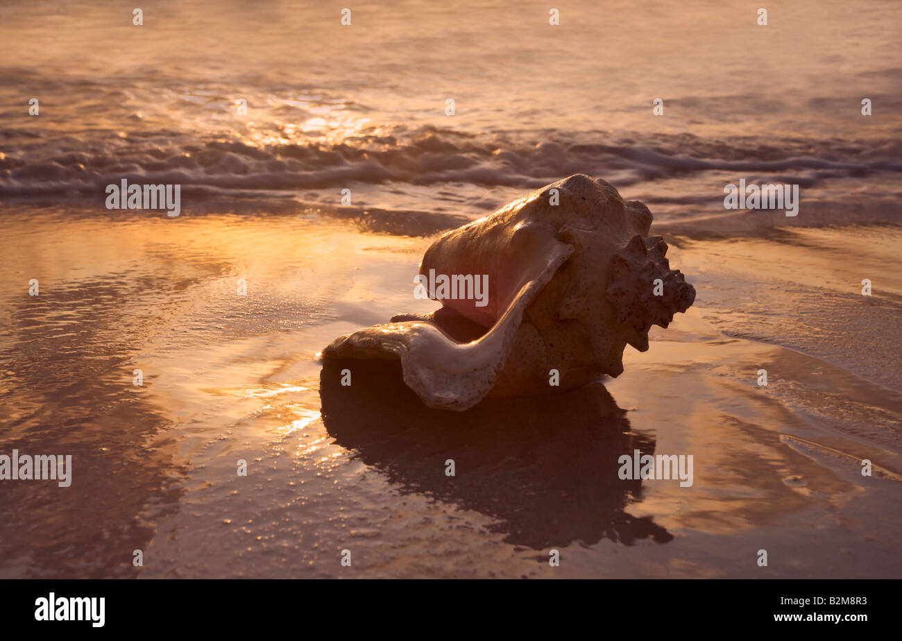 "Conch shell" on a sunset beach Stock Photo - Alamy