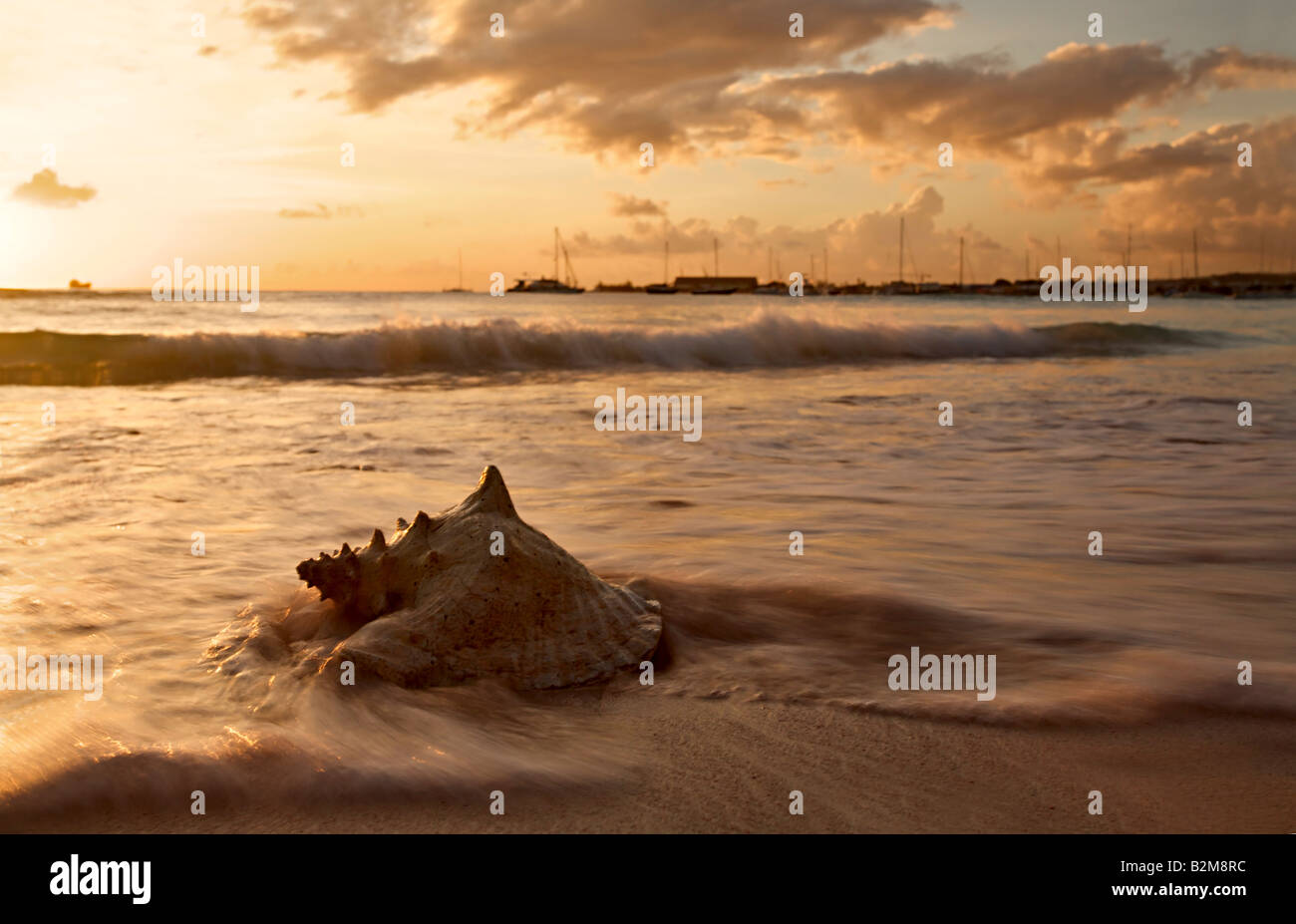 "Conch shell" on a sunset beach Stock Photo - Alamy