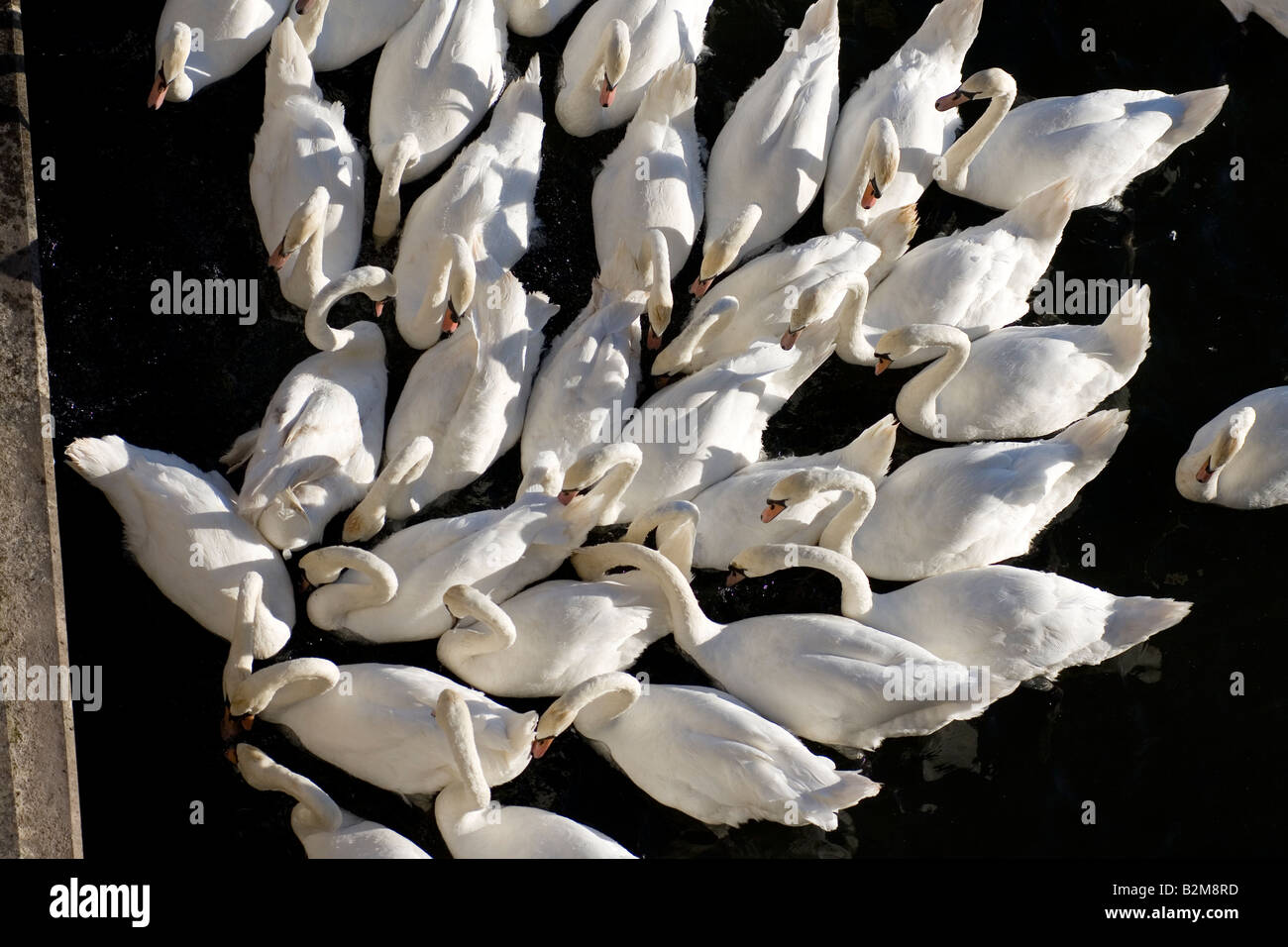 Swans on the Thames near Kingston bridge Stock Photo - Alamy