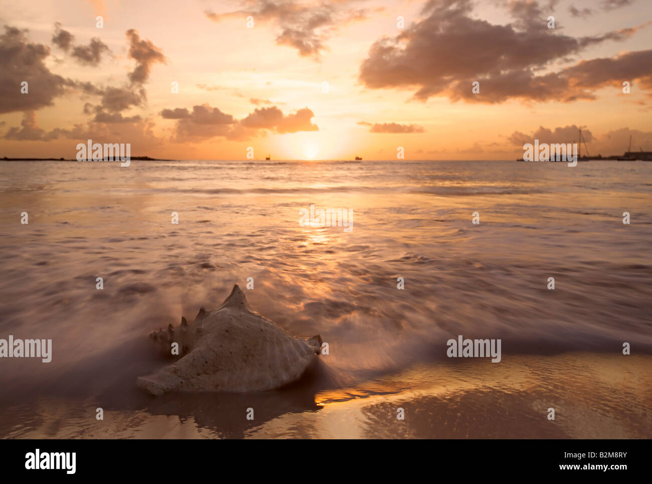 "Conch shell" on a sunset beach Stock Photo - Alamy