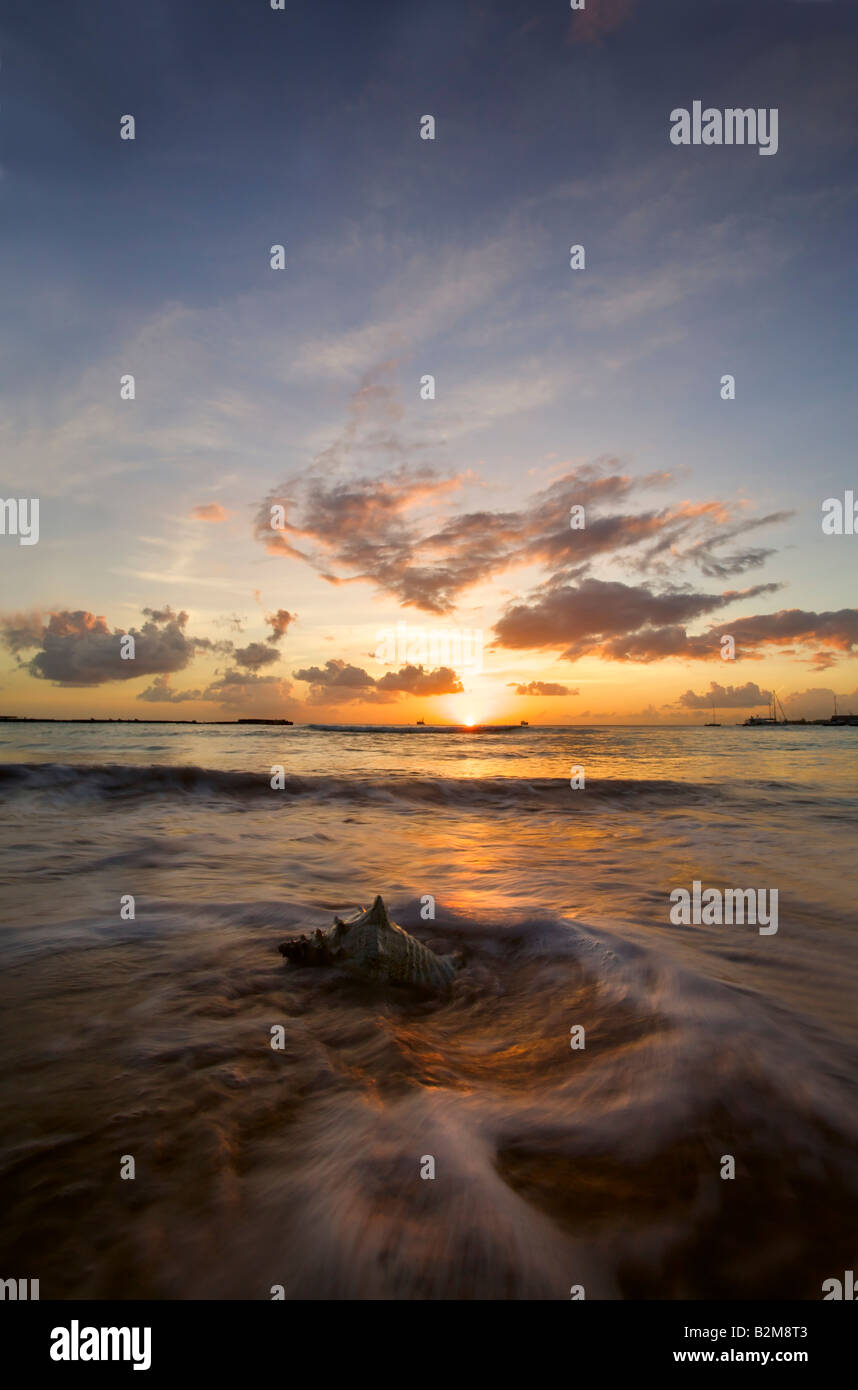 "Conch shell" on a sunset beach Stock Photo - Alamy