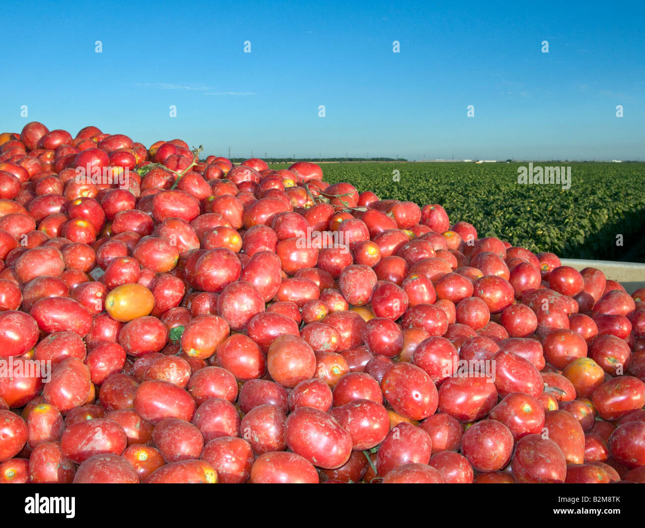 Roma tomatoes hi-res stock photography and images - Alamy