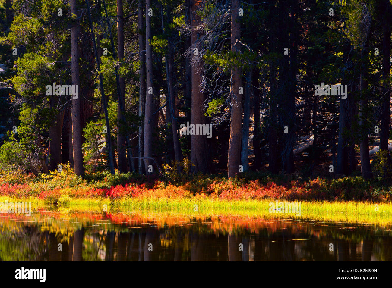 Blueberry bushes line the west bank of Siesta Lake just off Highway 120 ...