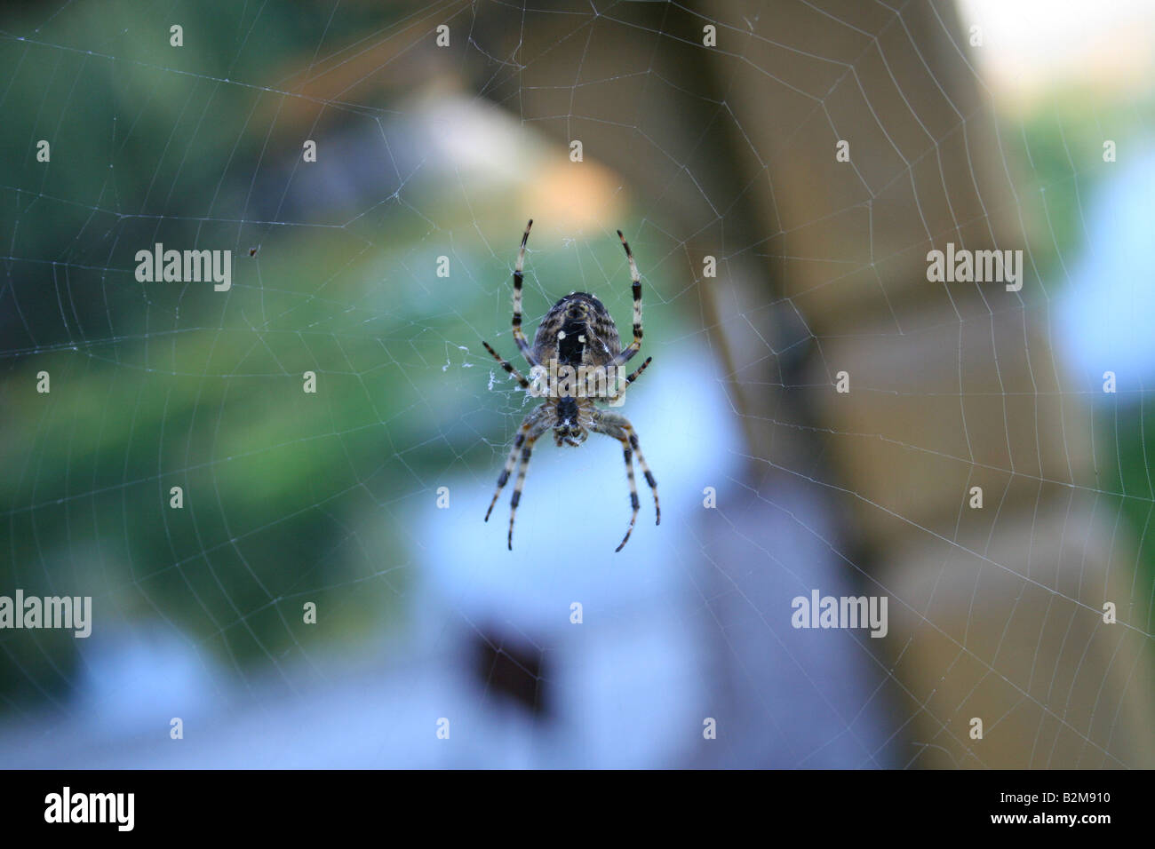 spider on the net Stock Photo - Alamy