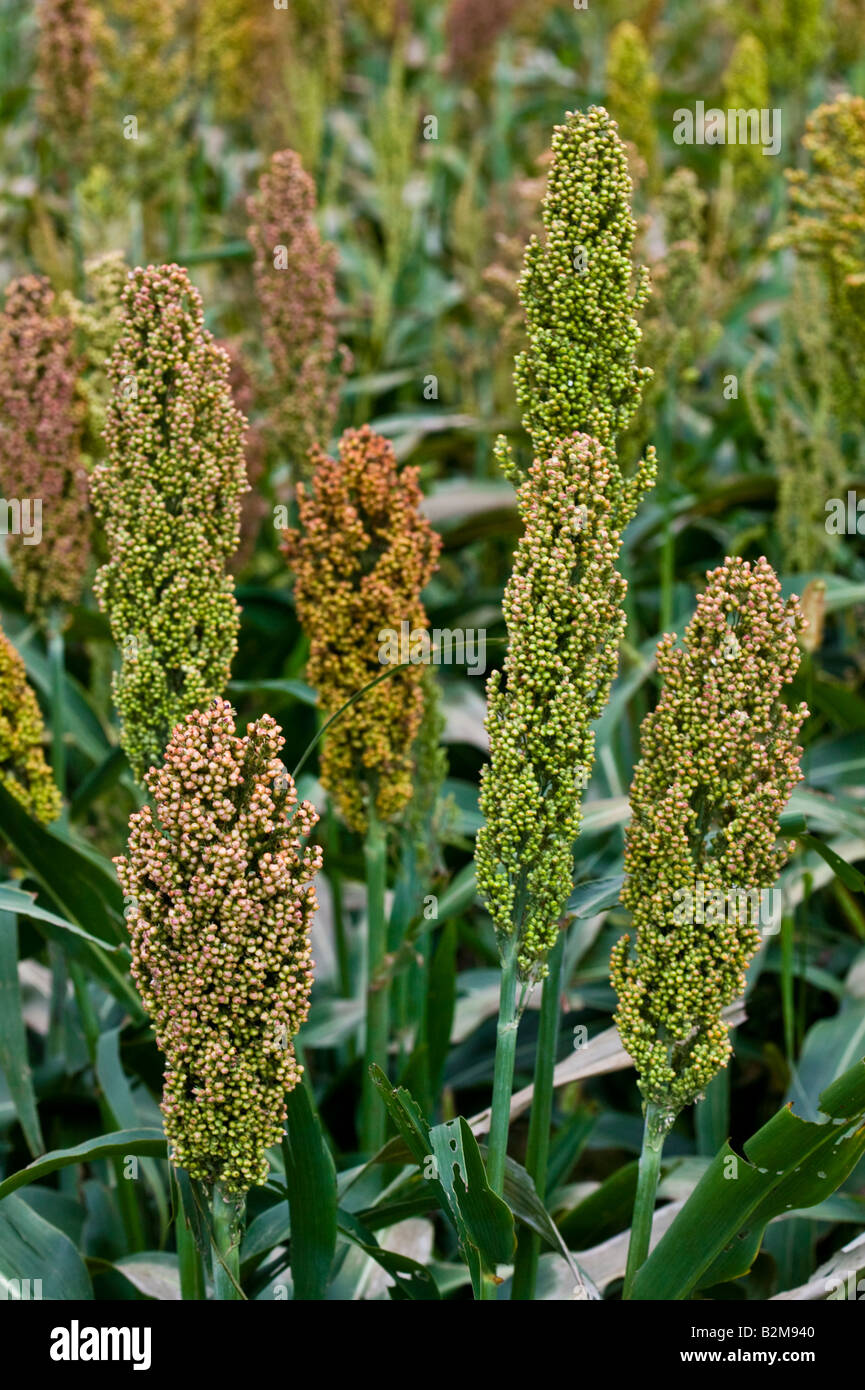 Sorghum grain silage hi-res stock photography and images - Alamy