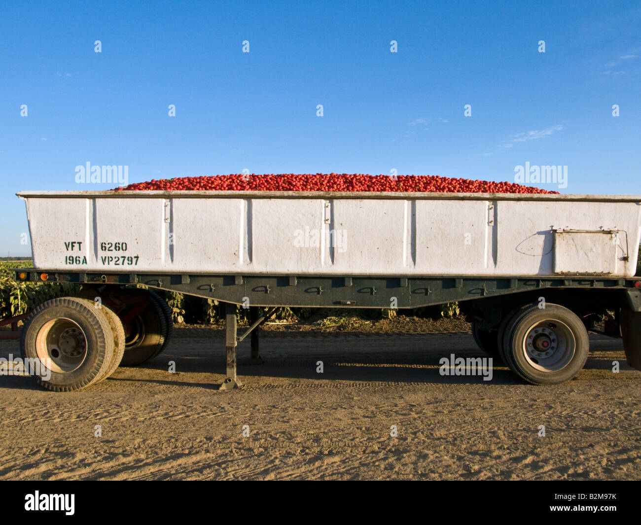 Truck Garden Or Farm With Tomato Plants Stock Photo