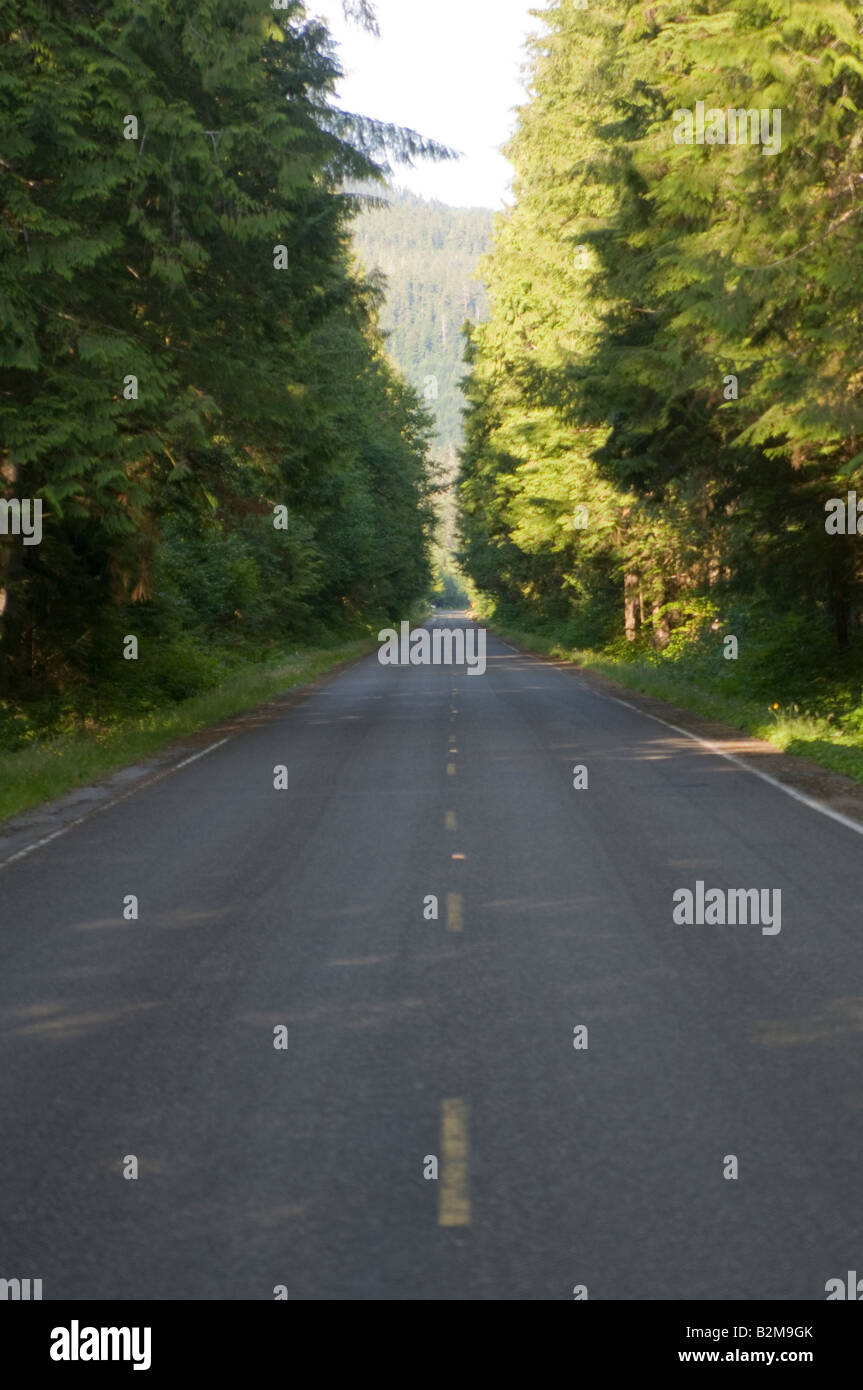 Road leading off into the distance through a path of trees Stock Photo ...