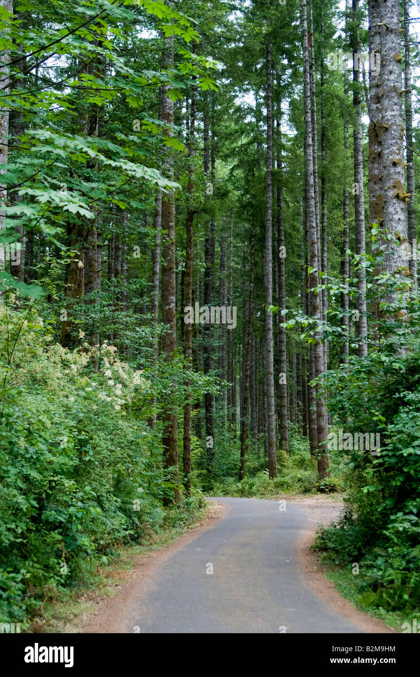 Single lane road leading through a forest Stock Photo - Alamy