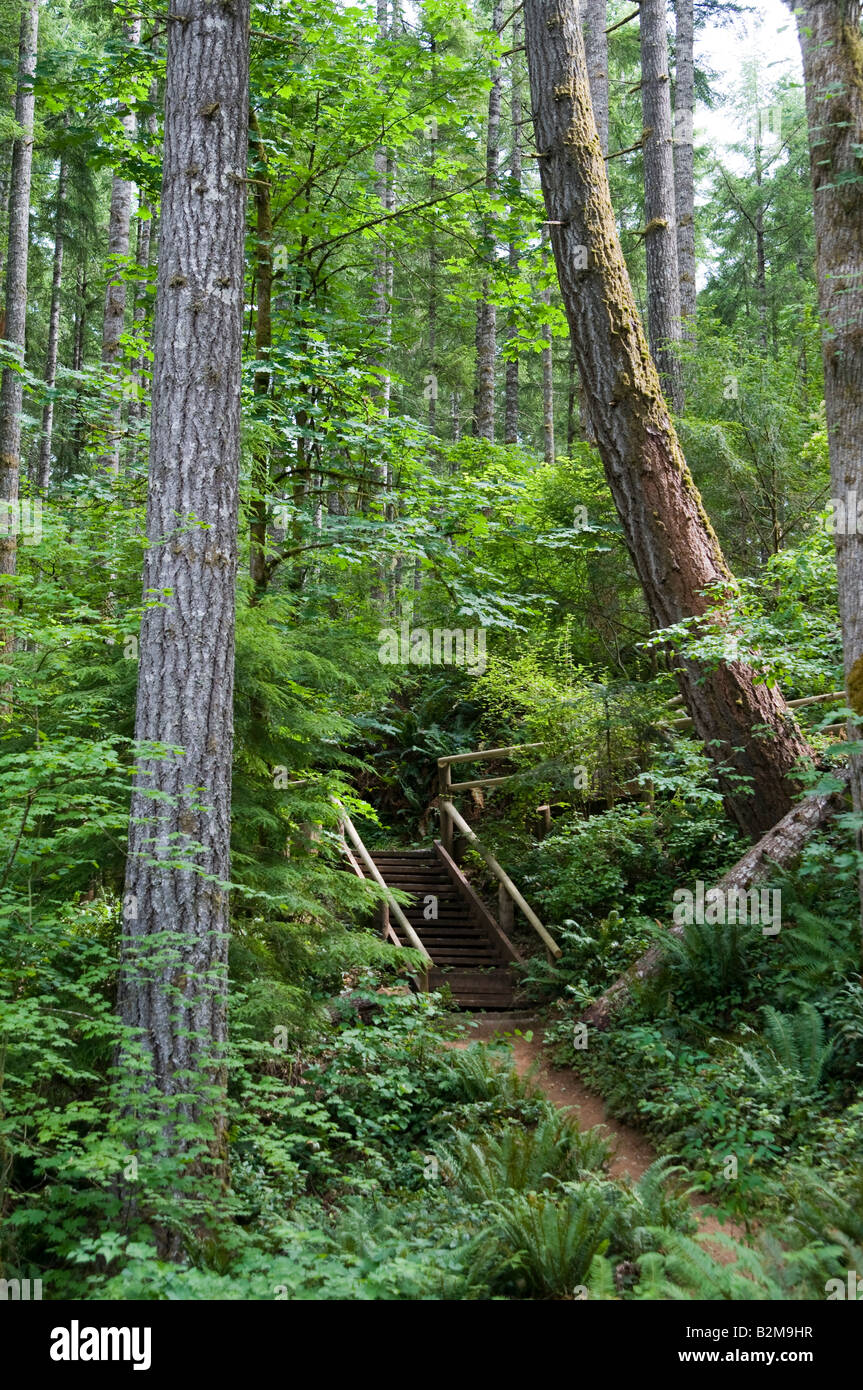 Wooden stairs leading up into a forest path Stock Photo - Alamy