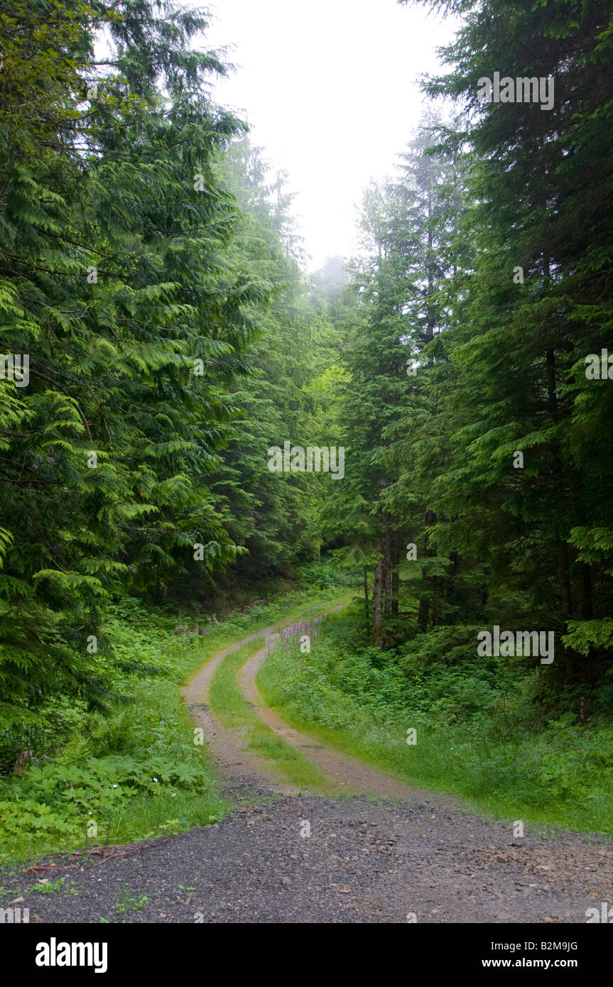 Off road trail winding into rain forest surrounded by evergreen trees ...