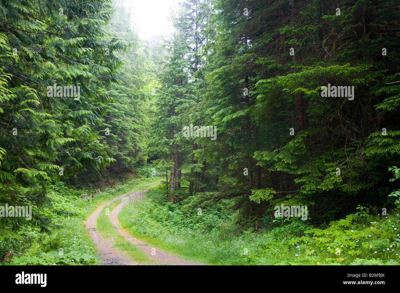 Off road trail winding into rain forest surrounded by trees Stock Photo ...