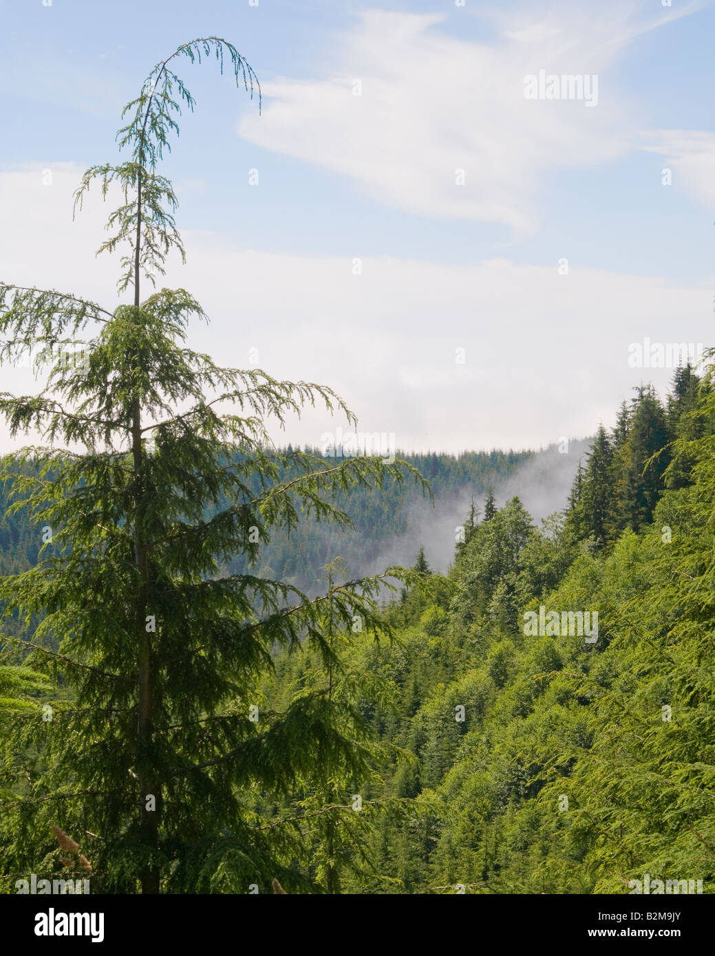 Mountain view with trees and mist or clouds hanging on the top Stock ...