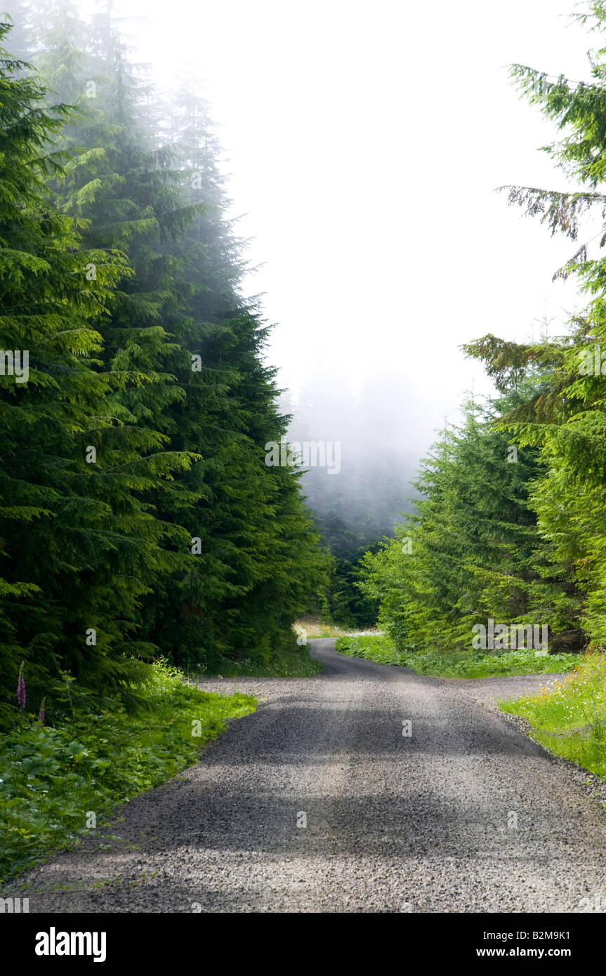 Road winding off into the distance in a rain forest Stock Photo - Alamy