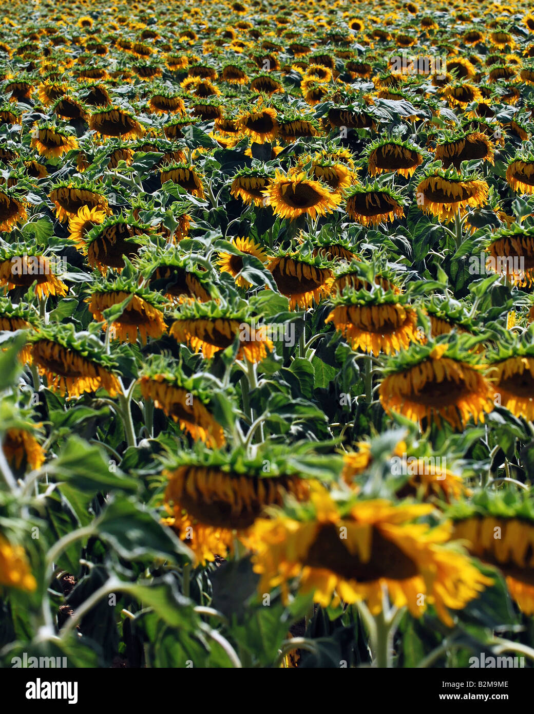 Israel Field of sunflowers Stock Photo - Alamy
