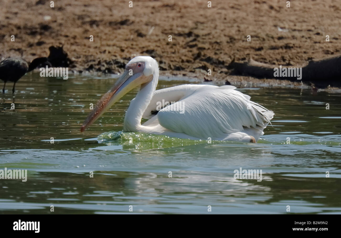 Pelican pool hi-res stock photography and images - Alamy