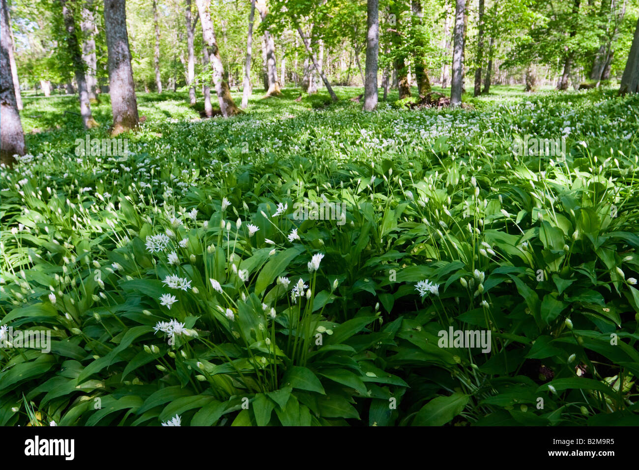 Wild garlic Allium ursinum in the woods Stock Photo - Alamy