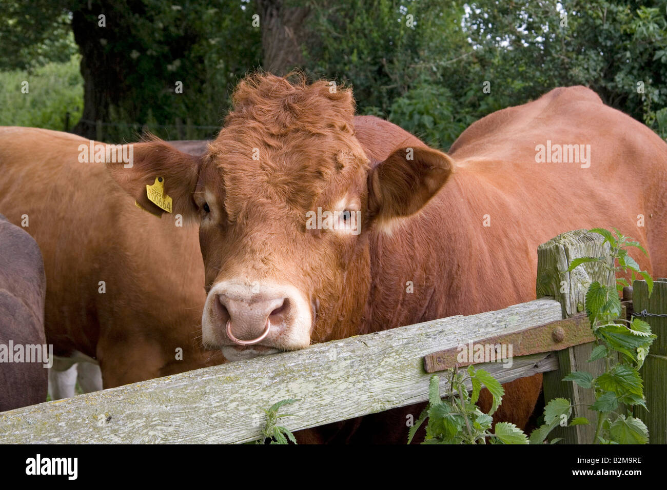 Bull at gate Stock Photo - Alamy